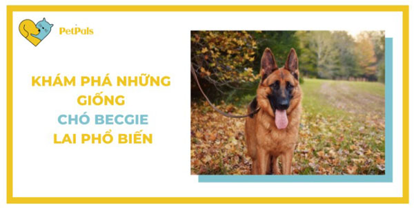 Khám phá những giống chó Becgie lai phổ biến tại Việt Nam hiện nay