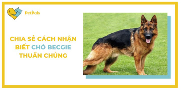 Chia sẻ cách giúp bạn nhận biết chó Becgie thuần chủng