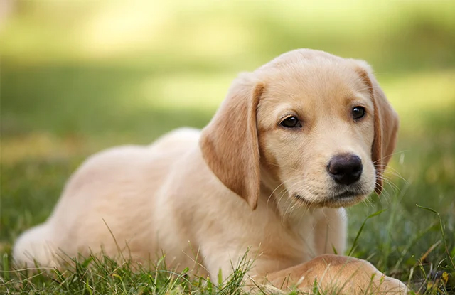 Những giống chó Golden lai đẹp và được săn đón nhất