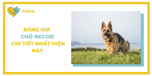 Chi tiết bảng giá chó Becgie thuần chủng trên thị trường hiện nay