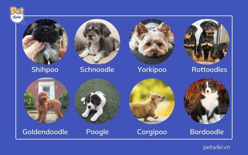 Top 12 giống chó Poodle lai được giới trẻ săn đón nhất hiện nay